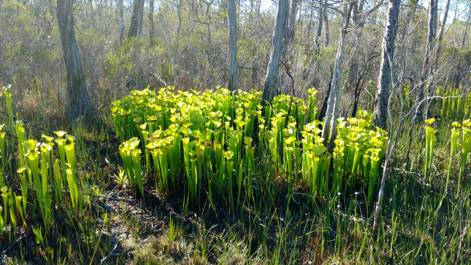 Our Pathways - Conservation Pathways